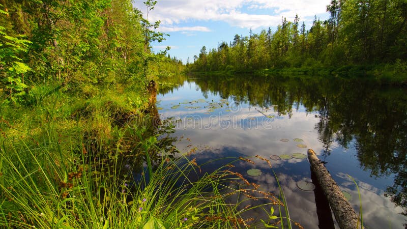 Wood lake stock photo. Image of blue, thickets, nature - 20120478