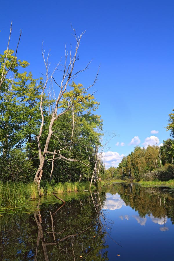 Coast of wood lake. stock image. Image of wind, shore, rock - 815435