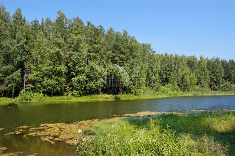 Wood Picture. Image: 22779495