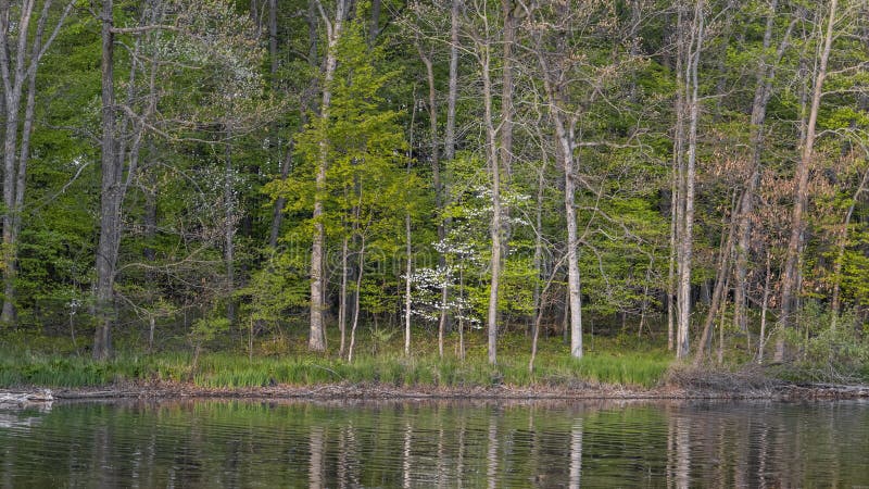 Wood Lands in Rural Michigan during Spring Time Stock Image - Image of ...