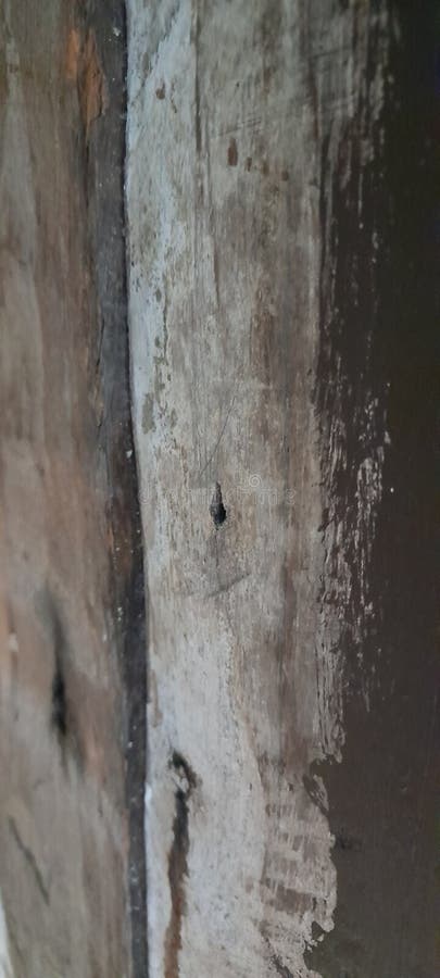 Wood from a Large Tree that Had Nails Driven into it Stock Image ...