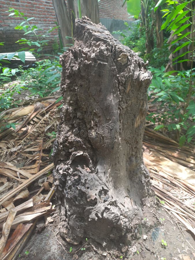 Wood Left Over from a Dead Tree Stock Image - Image of carving, trunk ...