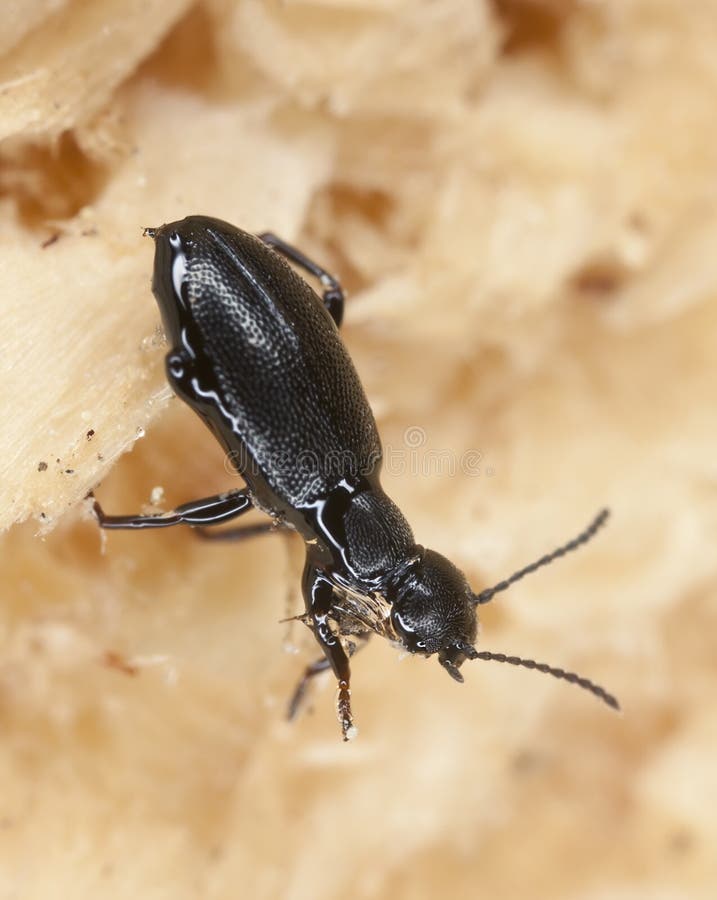 Wood living beetle stock image. Image of imago, hexapoda - 19579817