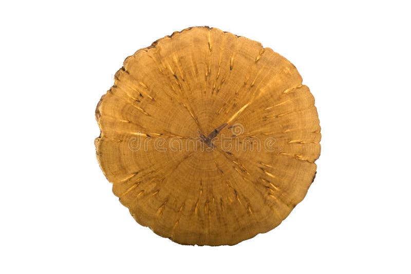 Wood log cut stock photo. Image of isolatedl, natural - 16637192