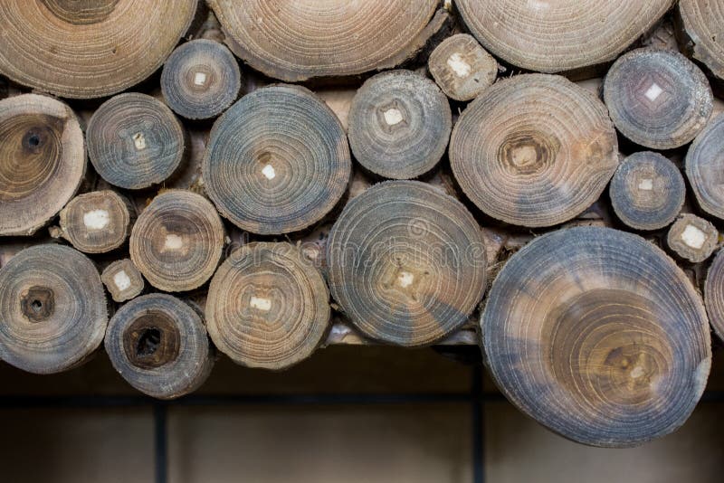 906 Thin Log Stock Photos - Free & Royalty-Free Stock Photos from ...