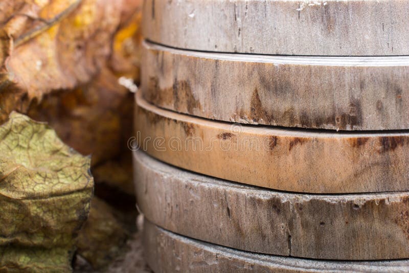 Wood Logs Cut in Round Thin Pieces Stock Illustration - Illustration of ...