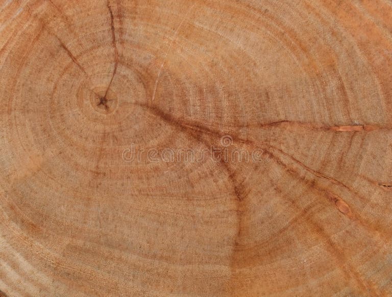 Wood Log Grain Pattern stock image. Image of slice, abstract - 233535879