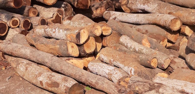 Wood Log Ina Specific Posiion Stock Photo - Image of wood, attractive ...