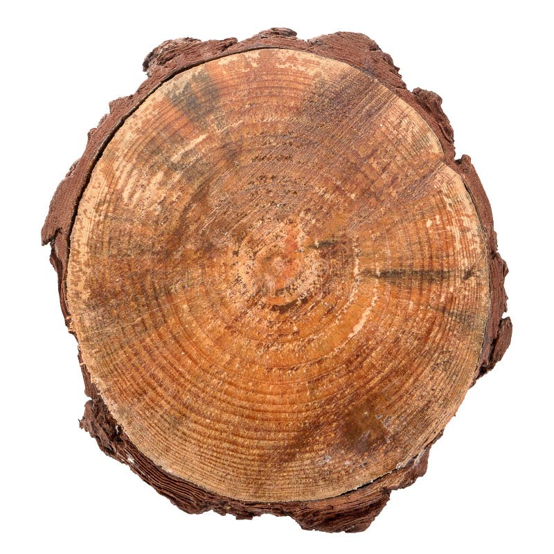 Wood log slice stock photo. Image of pattern, slice, wood - 98180942