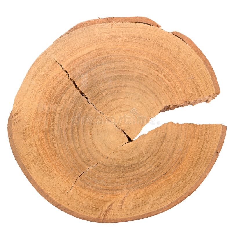 Wood log slice stock photo. Image of view, slice, trunk - 98181068