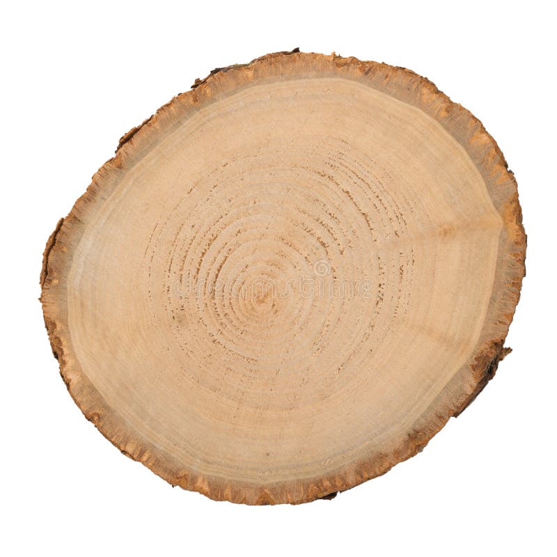 Wood log slice stock photo. Image of trunk, pine, circle - 98901920