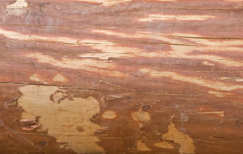 Wood Log Texture Picture. Image: 5751652