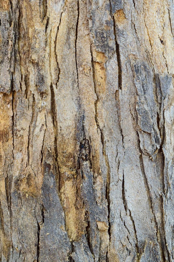 Wood log texture stock image. Image of material, wood - 87663157
