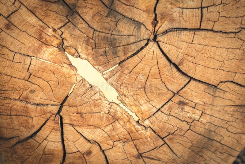 Wood Log Texture Pattern Background Nature Draw Sapwood and Cracks ...