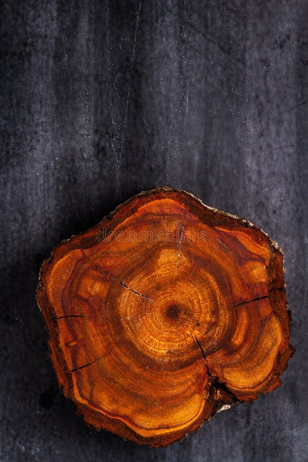 Wood Log Tree Slice on Chalkboard Stock Photo - Image of wood, brown ...
