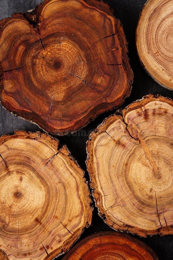 Wood Log Tree Slices on Chalkboard Stock Photo - Image of nature ...