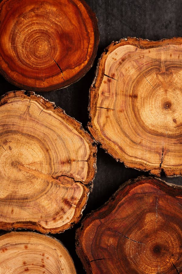 Wood Log Tree Slices on Chalkboard Stock Image - Image of chalkboard ...