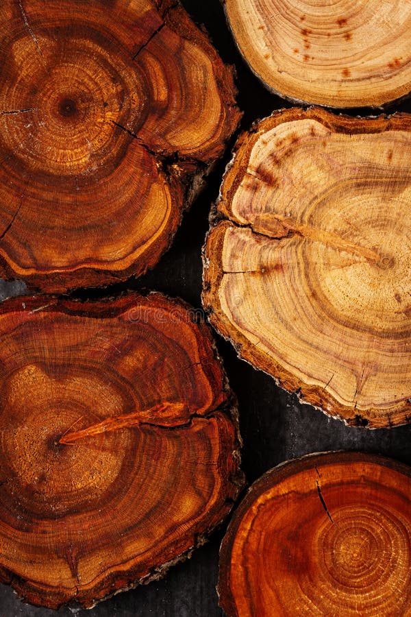 Wood Log Tree Slices on Chalkboard Stock Photo - Image of hardwood ...