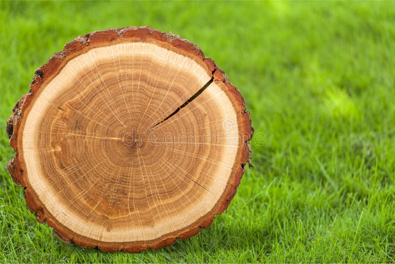 Wood stock photo. Image of knotted, sawed, timber, growth - 114066486