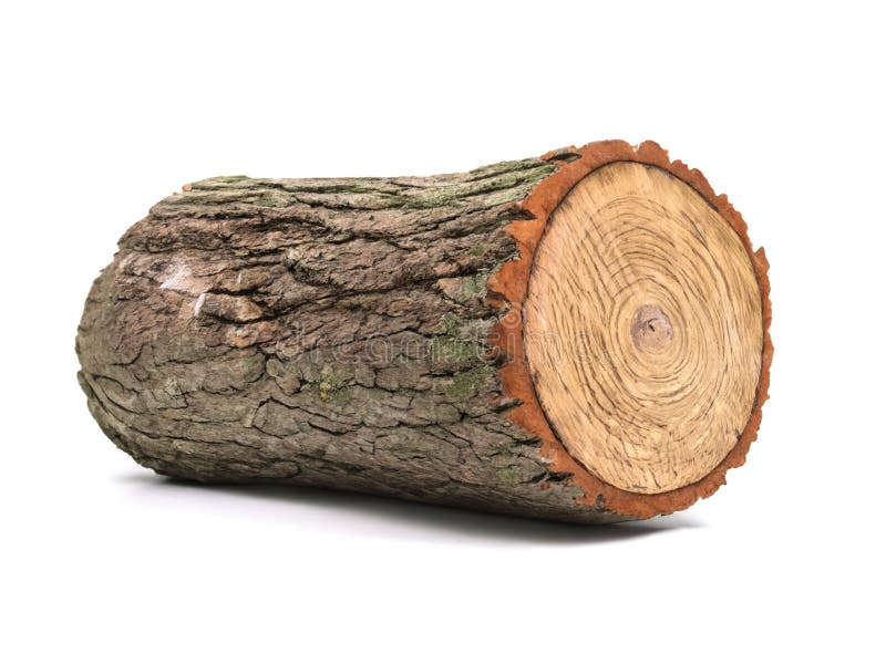 Wood Log on the White Background Stock Photo - Image of pattern, wooden ...