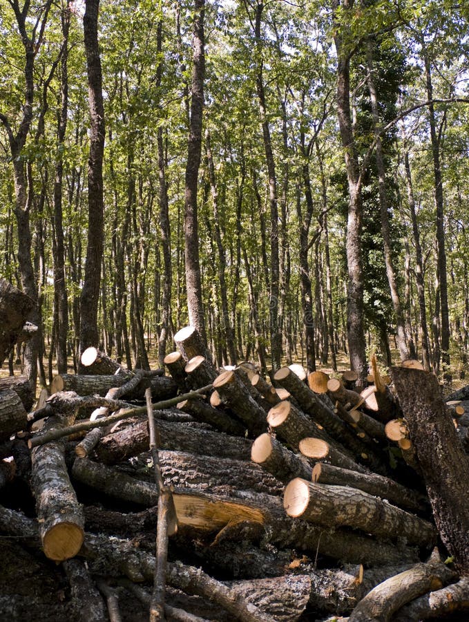 Wood Logging stock image. Image of logging, cutting, tree - 6299589