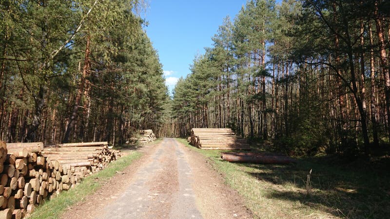 Wood logging in forest stock photo. Image of tree, infrastructure ...