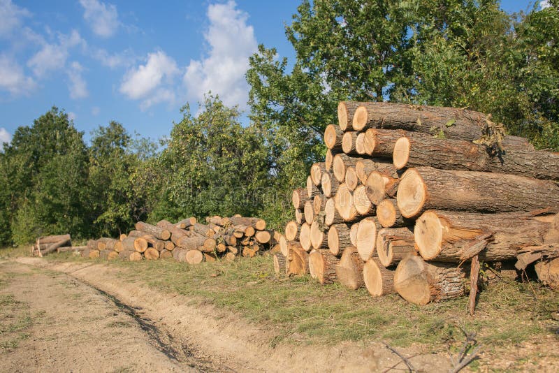 Wood Logging stock image. Image of logging, cutting, tree - 6299589