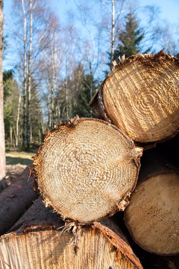 Logs Crosscuts on the Timber Cutting Piles of Cut Wood Tree Trunk ...
