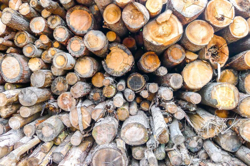 Wood logs background stock photo. Image of forest, natural - 41532808