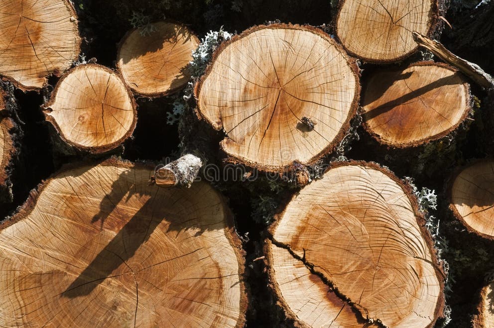 Wood logs with a bee stock image. Image of textured, brown - 14965597