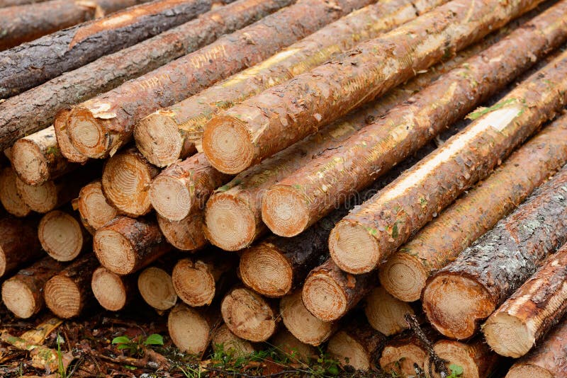 Wood logs stock image. Image of branch, ring, lumber - 34207653