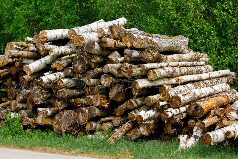 Wood Logs (birch-tree) Background. Stack of Cut Tree Logs Stock Image ...