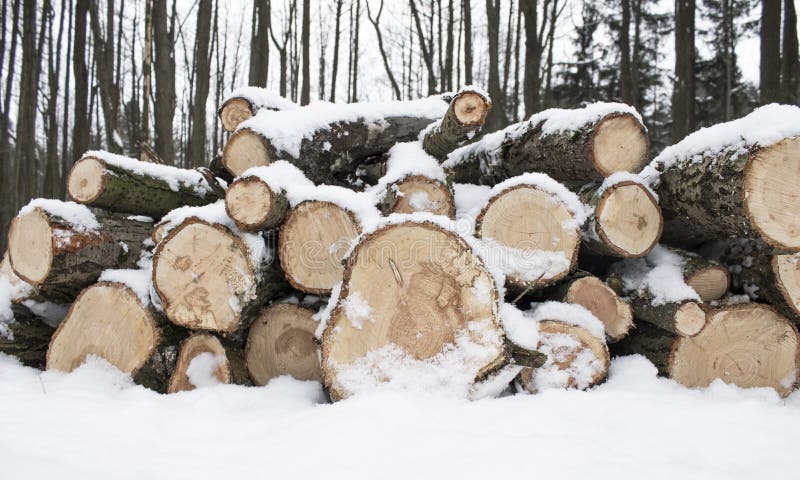 Wood Logs Covered in Forest Stock Image - Image of forestry, energy ...