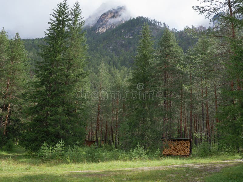 Wood Logs Cut and Arranged Neatly Inside a Binder Box in the Middle of the Forest and in the ...