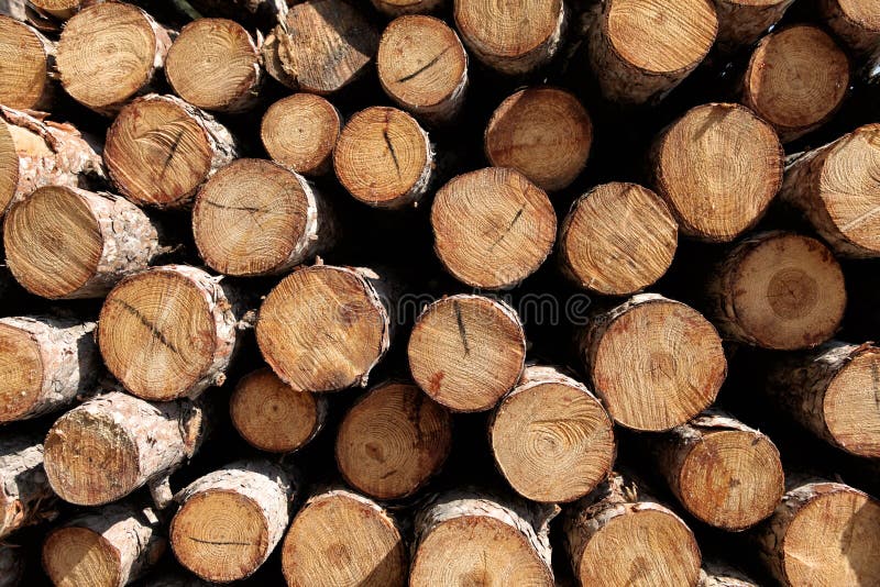 Wood logs stock image. Image of concentric, firewood - 66402175