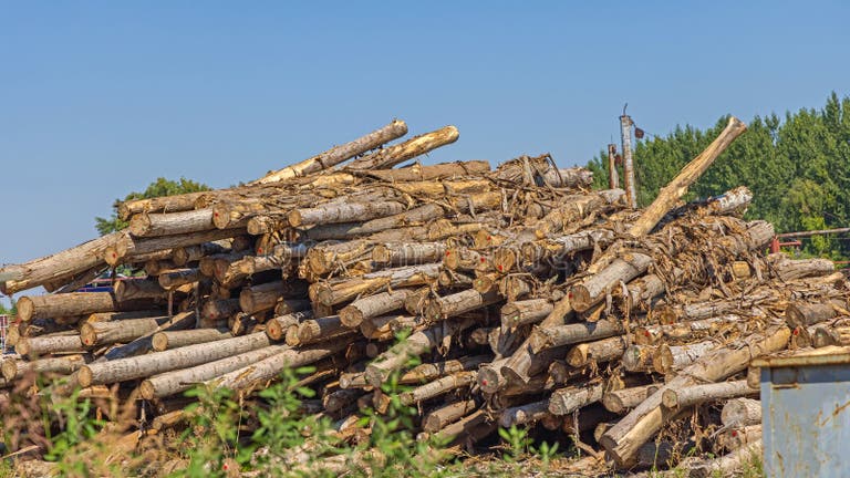 Wood Logs from River stock photo. Image of exterior - 371052202