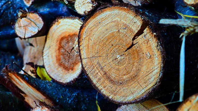 Wood Logs in Rustic Garden Pictured Stock Photo - Image of pictured ...