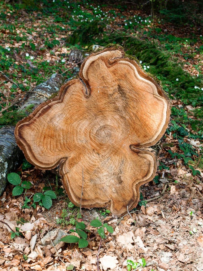 Wood logs stacked in order stock photo. Image of montreux - 309752654