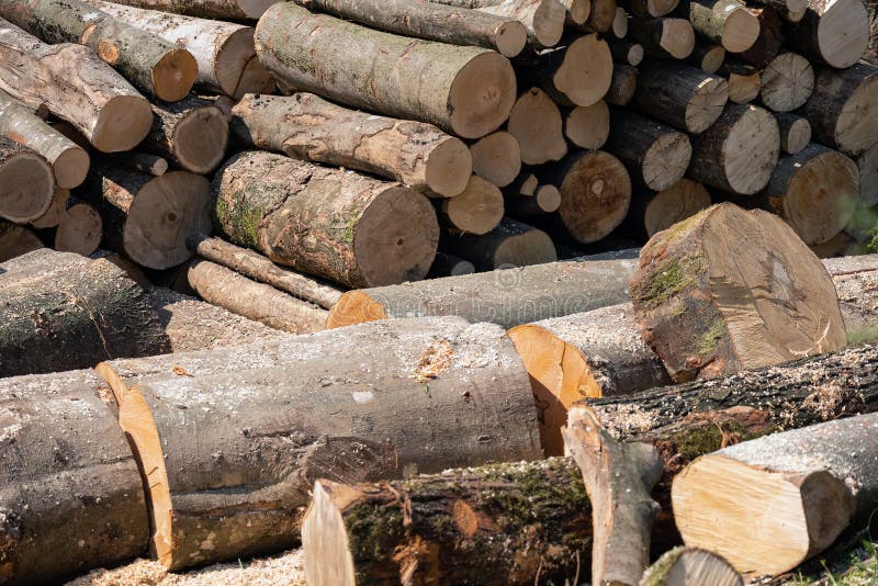 Wood Logs Storage for Firewood Stock Photo - Image of pine, forest ...