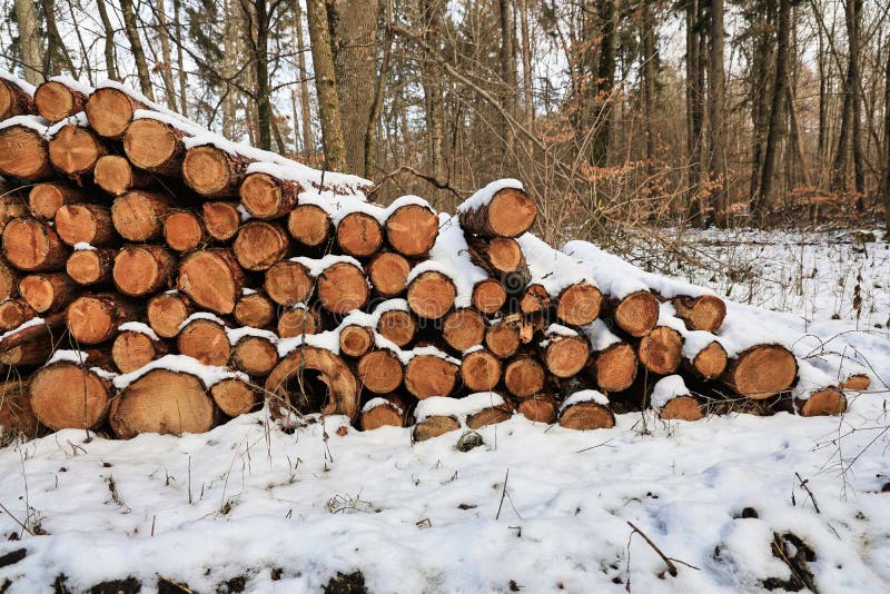 Wood Logs Stored in Winter Time Stock Image - Image of color, branch ...