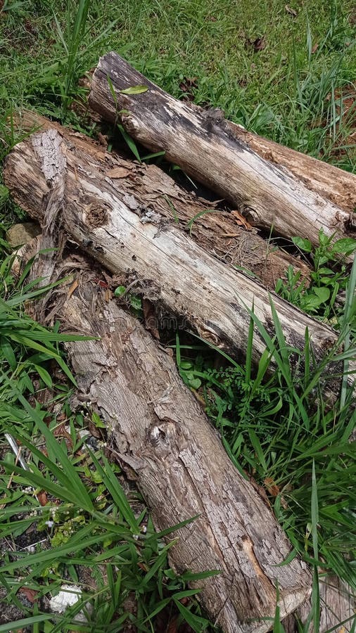 Log Trunks Pile, the Logging Timber Forest Wood Industry, Wood Trunks ...