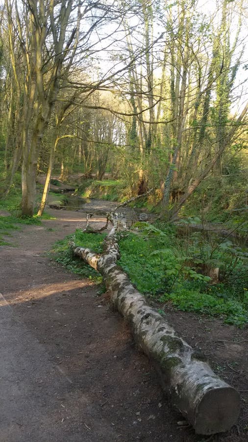 Wood stock photo. Image of walk, wood, lone, wooded, open - 54515984