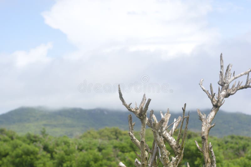 A Wood that Looks Aesthetic with a View of the Mountains in Java Stock ...