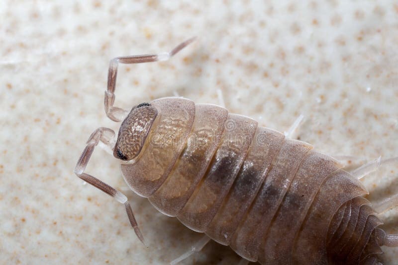 Wood louse stock photo. Image of close, insect, invertebrate - 79153554