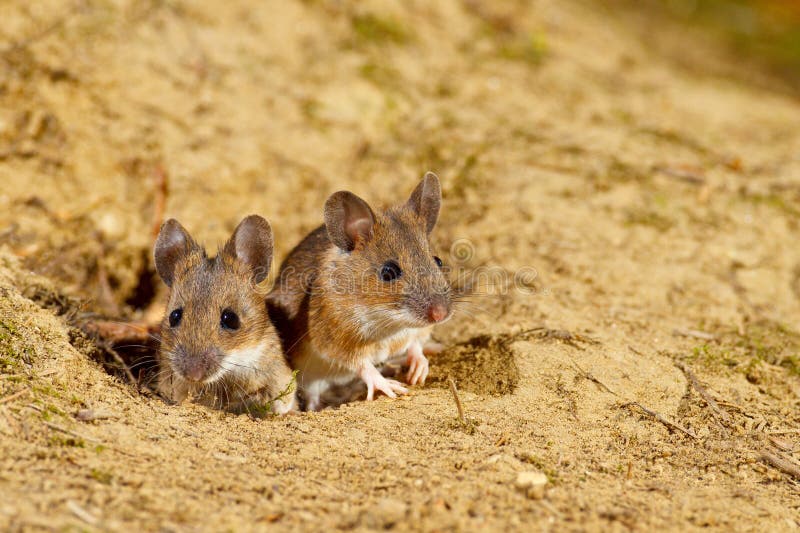 Wood Mice stock photo. Image of sylvaticus, wild, nature - 25691066