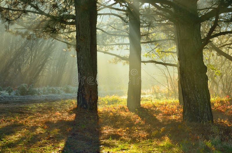 Wood in morning stock photo. Image of scene, nature, dawn - 35171552