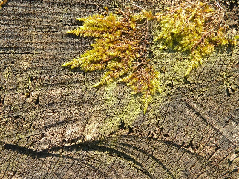 Wood and moss stock photo. Image of brown, forest, object - 13723380
