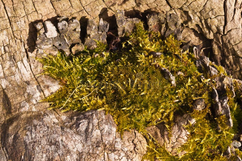 Wood with moss stock image. Image of leaf, color, biodiversity - 23746915