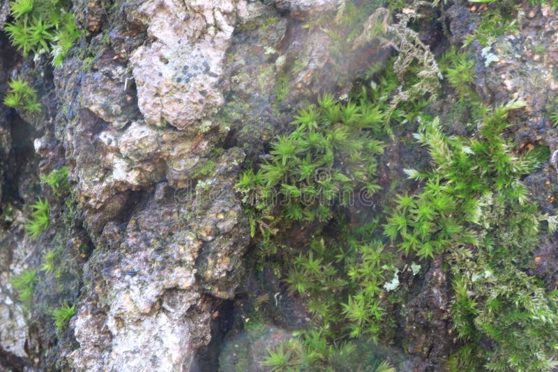 Wood Moss. Abstract Background Stock Photo - Image of macro, outdoor ...