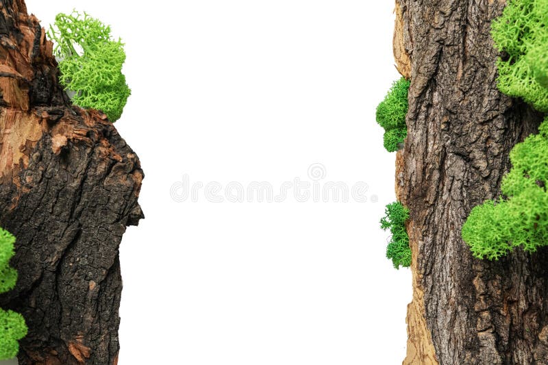 Wood with Moss Isolated on White Background, PNG Stock Photo - Image of ...